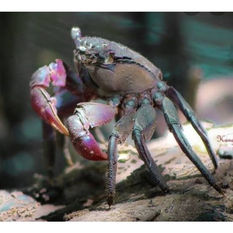 Jual kepiting wideng | Shopee Indonesia