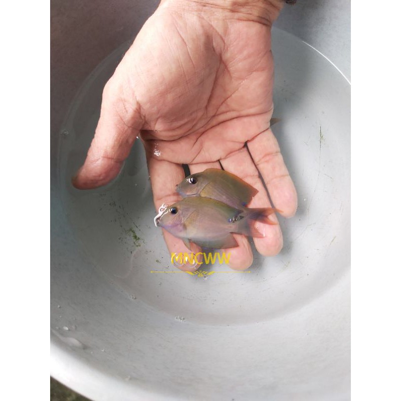 Jual Ikan Hias Laut Botana Kasur | Shopee Indonesia