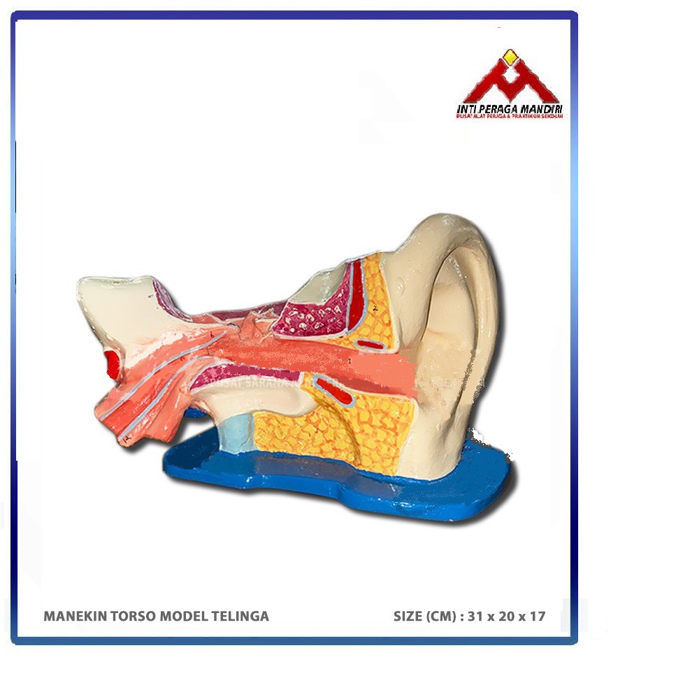 Jual IntiPeragaMandiri - Manekin Torso Model Telinga - Alat Peraga ...
