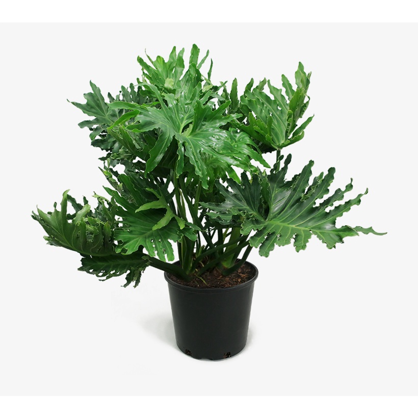 Jual Tanaman hias monstera jari (tanaman hidup bunga hidup cantik ...