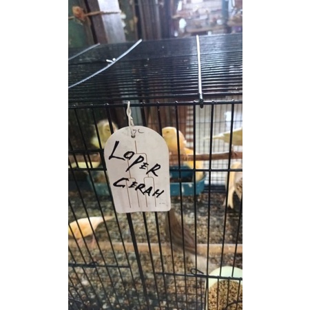 Jual BURUNG KENARI KUNING LOPER | Shopee Indonesia