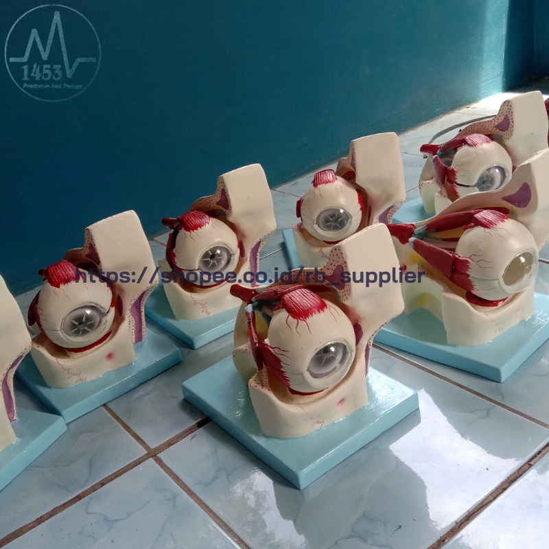 Jual TORSO MODEL MATA ANATOMI / ALAT PERAGA PHANTOM MANEKIN / MANIKIN ...