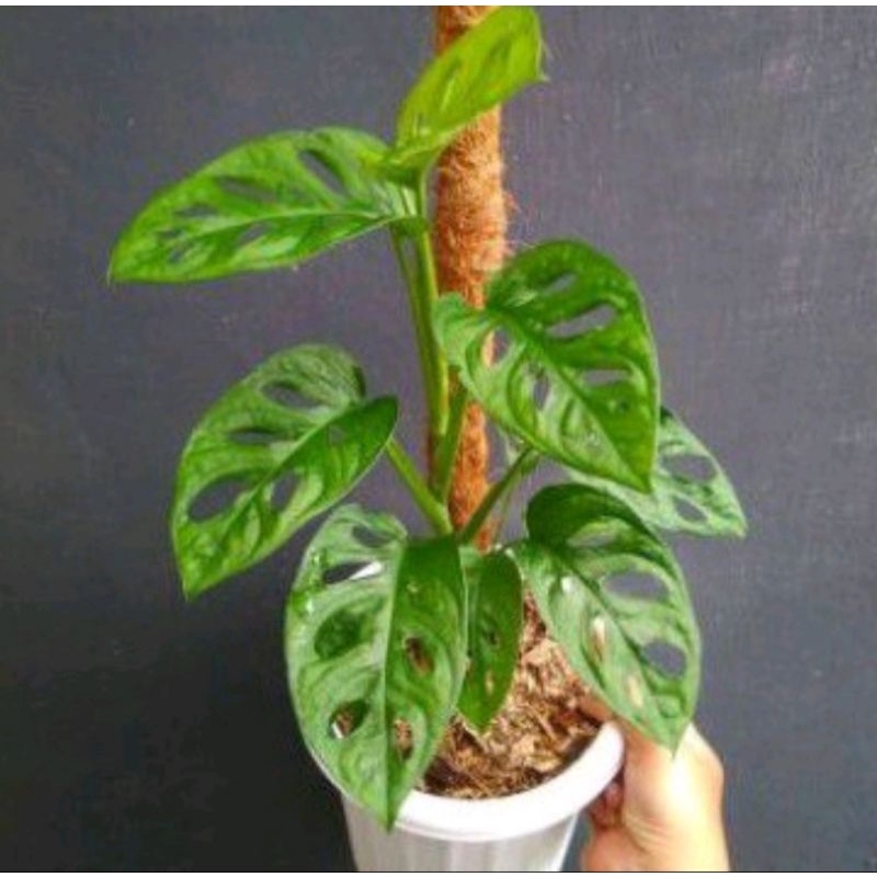 Jual Monstera Adansonii / Janda Bolong / Acuminata / Tanaman Hias Murah ...