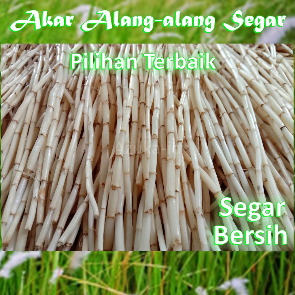 Jual AKAR ALANG ALANG SEGAR SUPER PRESS DARI PEGUNUNGAN CIREMAI ...