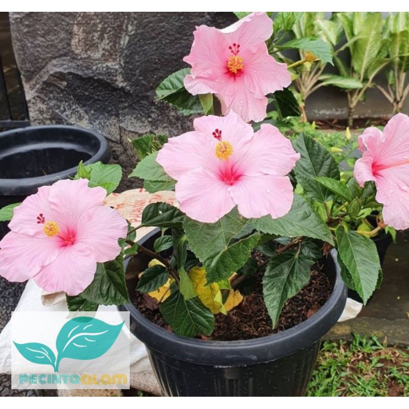 Jual Bibit pohon bunga sepatu pink/Tanaman bunga sepatu pink | Shopee ...