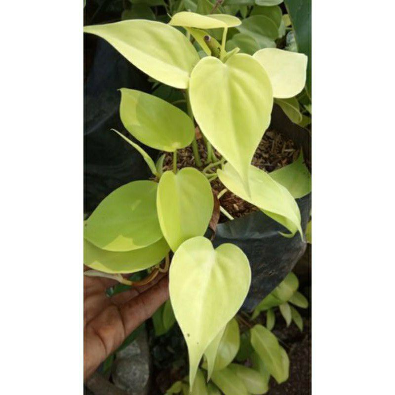 Jual Sirih Gading Kuning atau Lemon | Shopee Indonesia