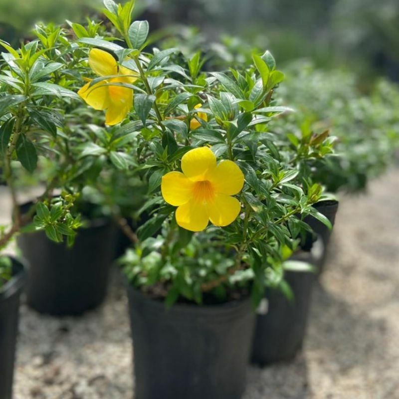 Jual Bibit Alamanda Kuning Pohon Alamanda Kuning Bibit Bunga Alamanda ...