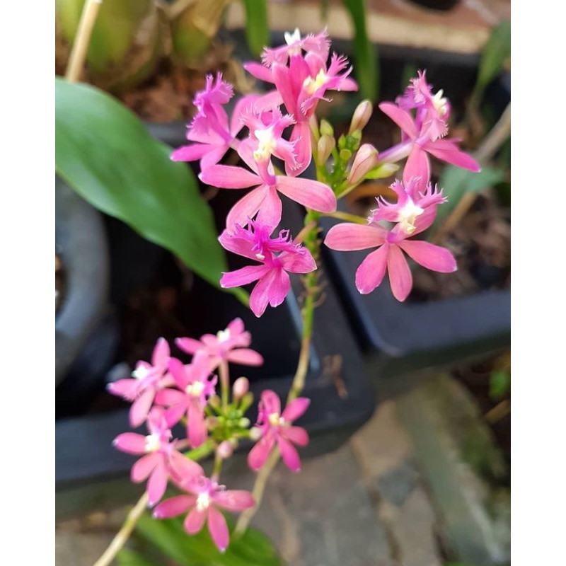 Jual Tanaman Epidendrum Pink - Keindahan Anggun yang Mewah untuk Rumah ...