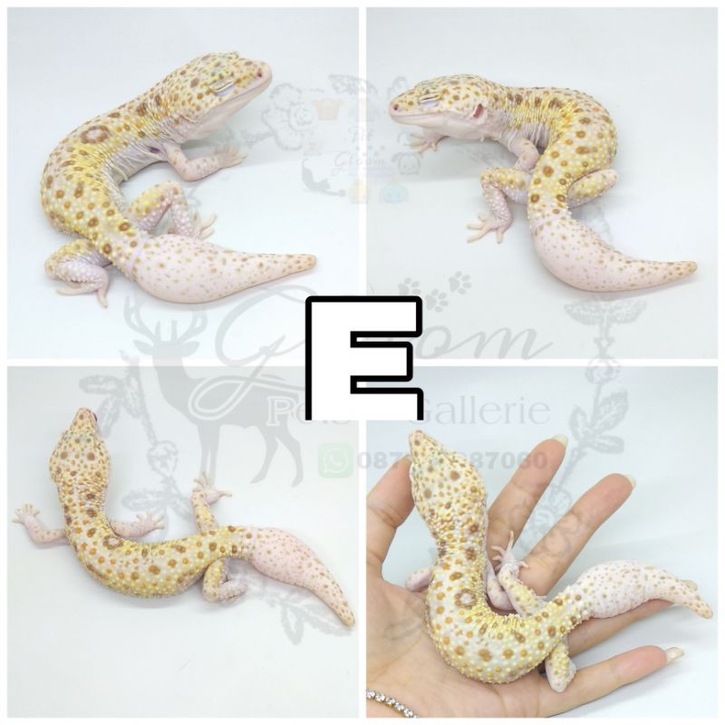 Jual Leopard Gecko Dreamsicle Macksnow Snow Raptor Enigma Male FREE ...