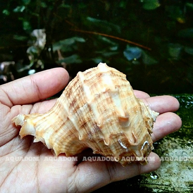 Jual CANGKANG KERANG TEMPURUNG KELOMANG LAUT RUMAH UMANG ( SERIES 01 ) | Shopee Indonesia