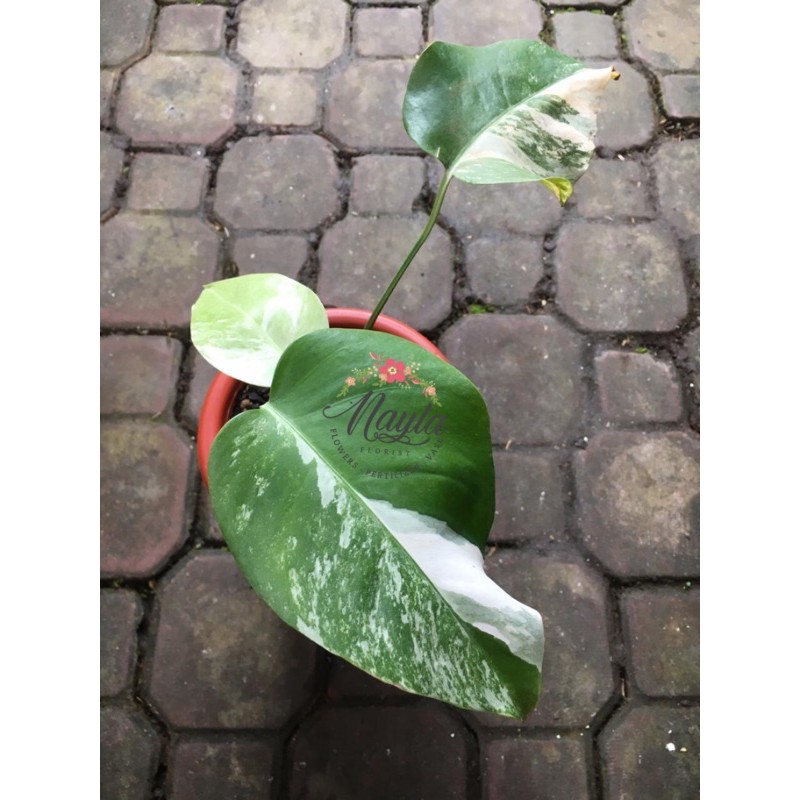 Jual MONSTERA MARBLE VARIEGATED | Shopee Indonesia