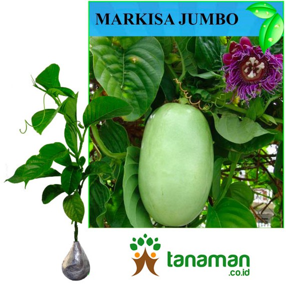 Jual Bibit Tanaman Buah Markisa Jumbo | Shopee Indonesia