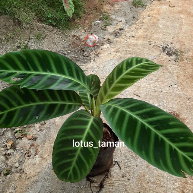 Jual POHON KALATEA ZEBRINA-tanaman kalathea zebrina | Shopee Indonesia