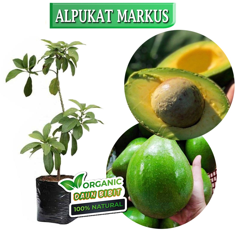 Jual Bibit Alpukat Markus 1 Tahun Berbuah (Tabulampot) | Shopee Indonesia