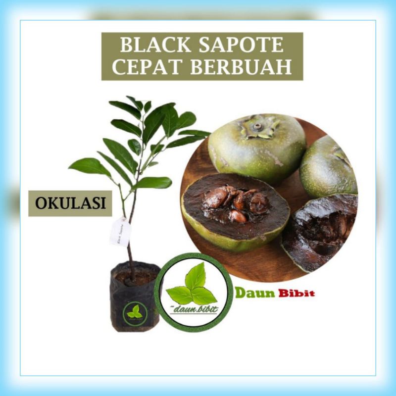 Jual Bibit Tanaman Black Sapote Jumbo ( Sawo Hitam ) | Shopee Indonesia