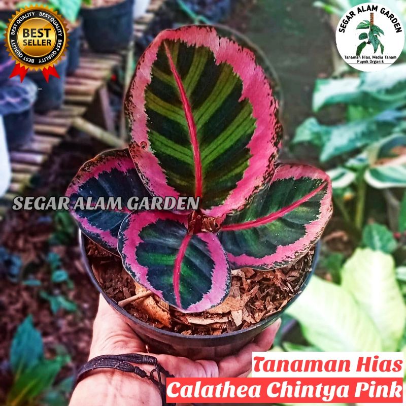 Jual Tanaman hias Calathea Cynthia Pink - Cynthia Pink ANAKAN | Shopee ...