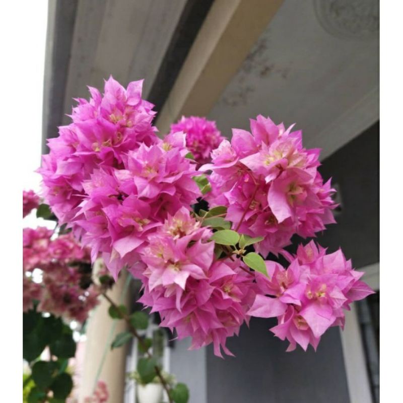 Jual Bougenville Hawai Pink Tanaman Hias Bugenvil Tumpuk Bunga Kertas