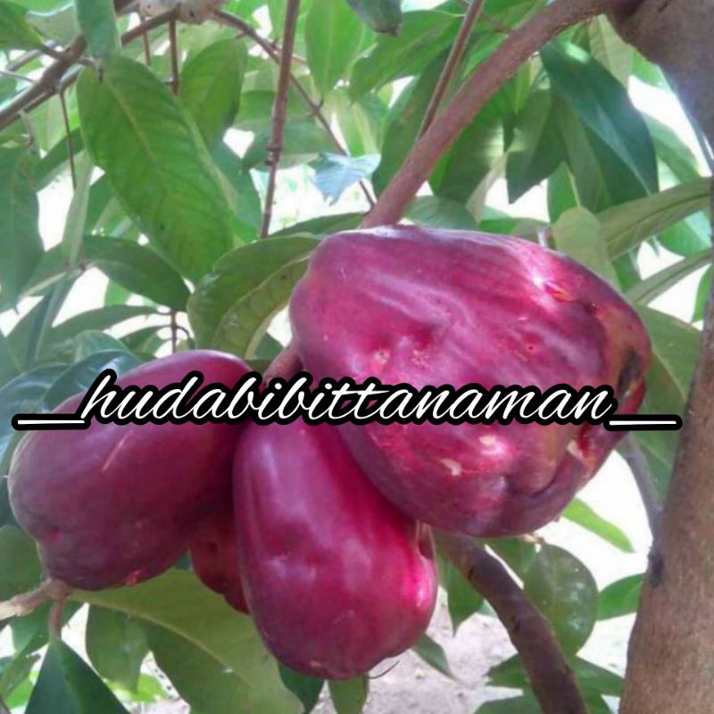 Jual BIBIT JAMBU DERSONO/JAMBU BOL BIBIT OKULASI | Shopee Indonesia