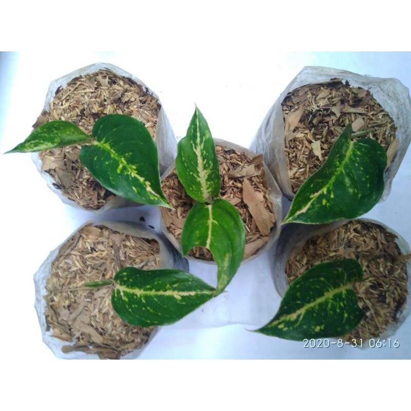 Jual aglonema twinkle anakan | Shopee Indonesia