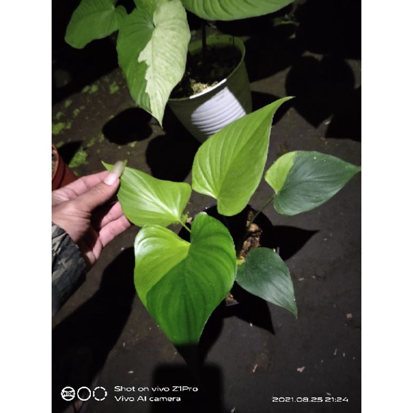 Jual homalomena varigata | Shopee Indonesia