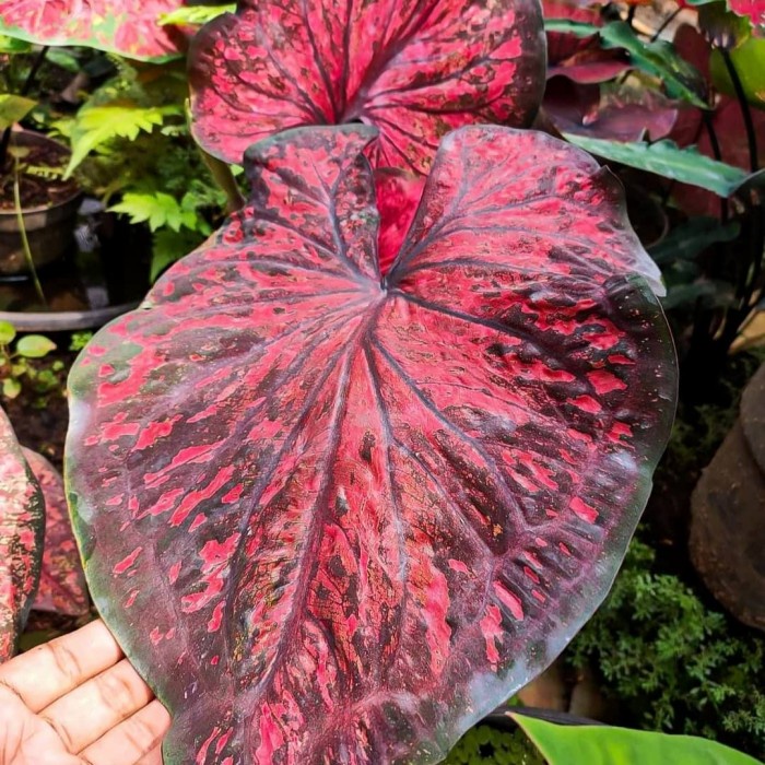 Jual Umbi caladium hias Kurusetra plantsparadise | Shopee Indonesia