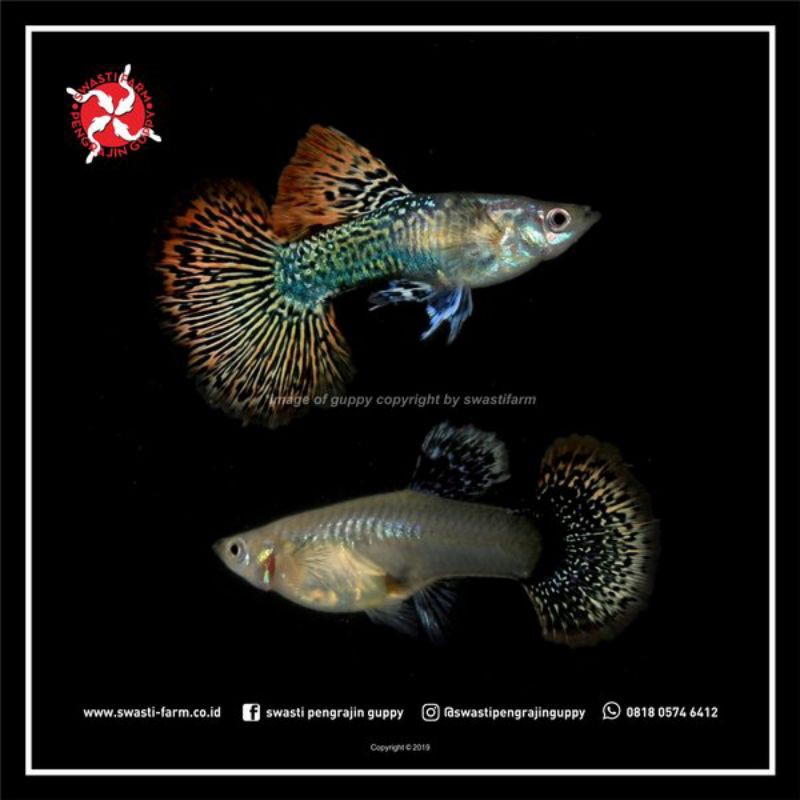 Jual Ikan Hias Guppy Red Dragon | Shopee Indonesia