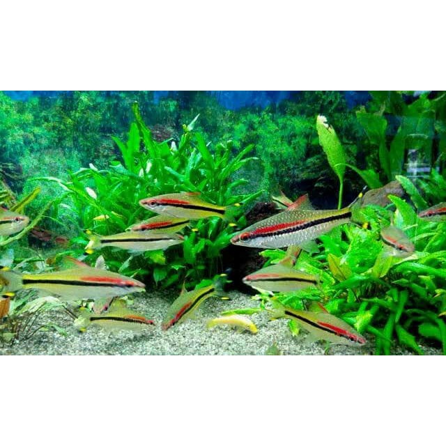 Jual Ikan Pontius | Shopee Indonesia