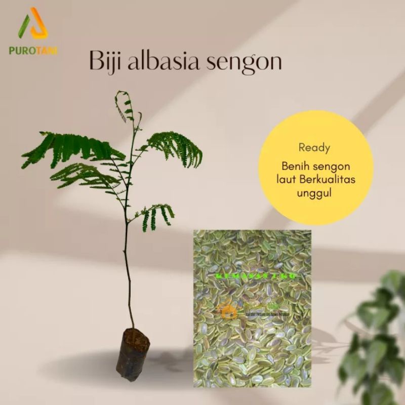 Jual 𝐁𝐢𝐣𝐢 𝐒𝐞𝐧𝐠𝐨𝐧 𝐋𝐚𝐮𝐭 𝐀𝐥𝐛𝐚𝐬𝐢𝐚 𝐒𝐞𝐞𝐝 𝟐𝟓𝟎𝐠𝐫 | Shopee Indonesia