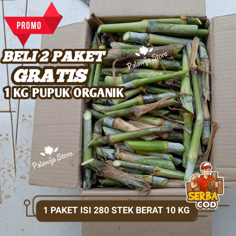 Jual Bibit Rumput Pakcong 1 Paket isi 280 Sampai 300 up Pakchong Navier ...