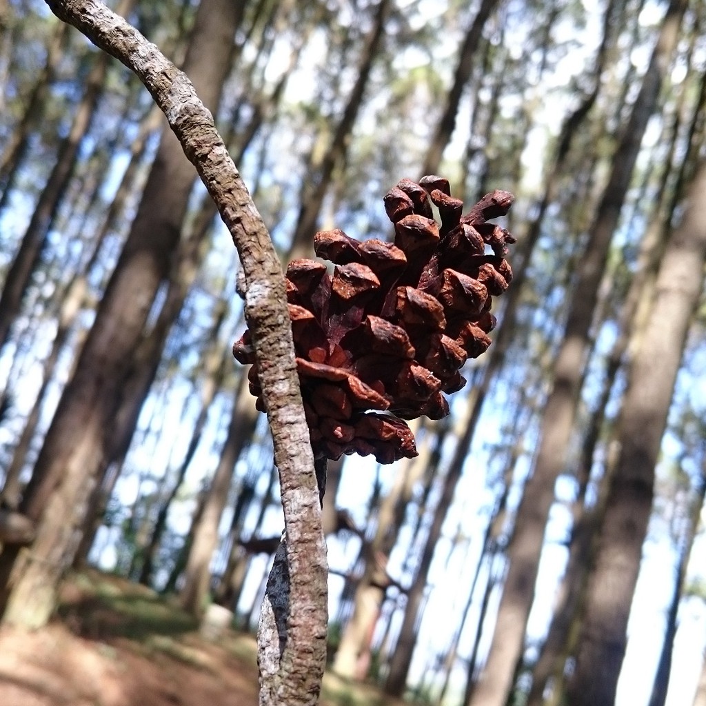 Jual Bunga pinus natural | Shopee Indonesia