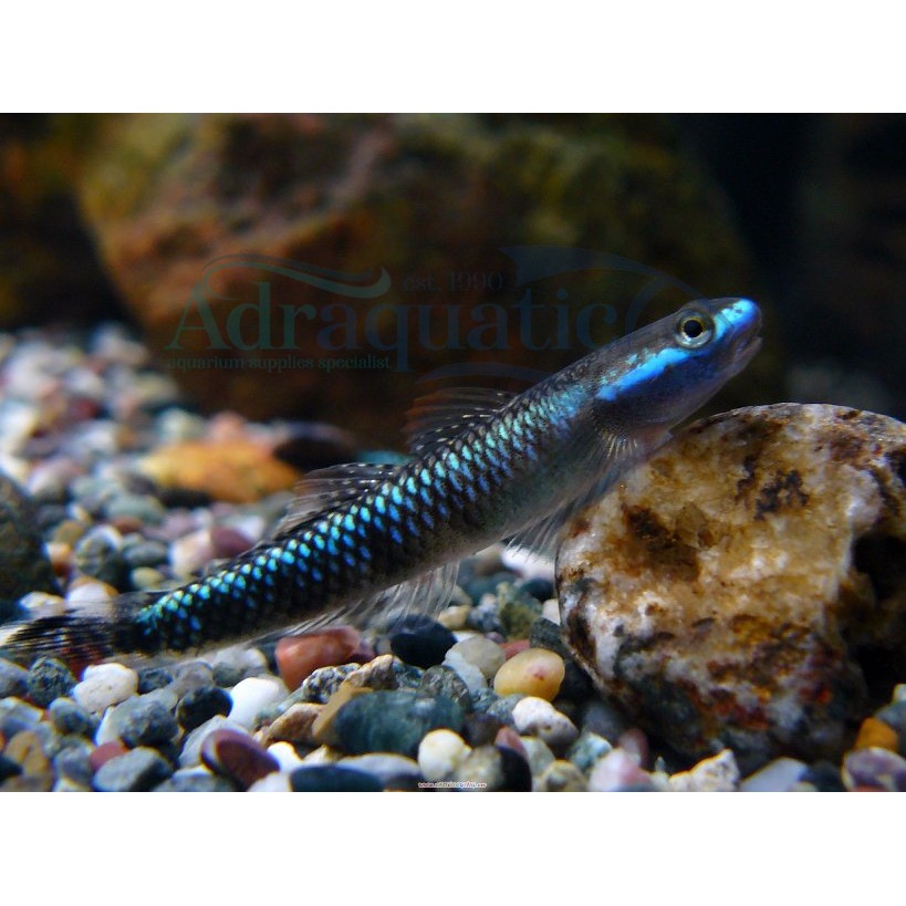 Jual (INSTANT BANDUNG) IKAN HIAS GOBY BLUE NEON STIPHODON ATROPURPUREUS ...