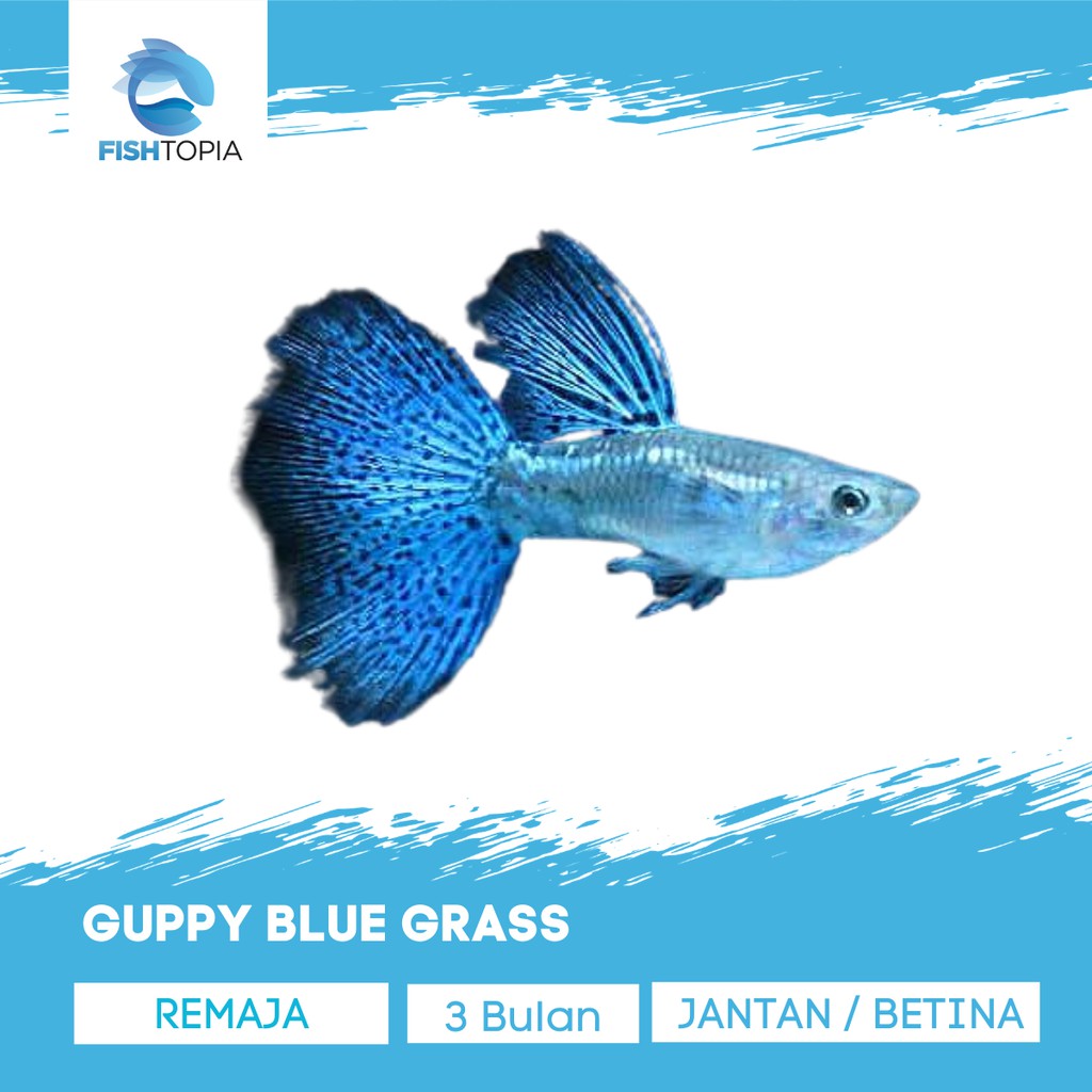 Jual Ikan Guppy Blue Grass 1 Pasang Hiasan Cantik Akuarium Air Tawar / Aquascape Fish | Shopee ...