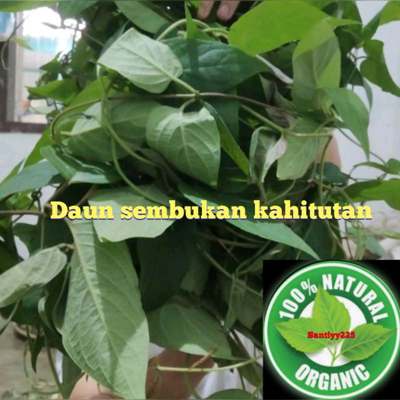 Jual Daun simbukan kahitutan 1 kg segar | Shopee Indonesia