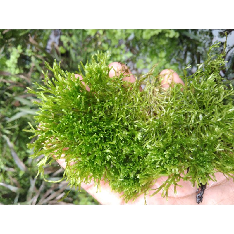 Jual Ricia flutain tanaman aquascape | Shopee Indonesia