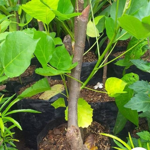 Jual Pohon Dadap serep / benih herbal ) hiasan taman | Shopee Indonesia