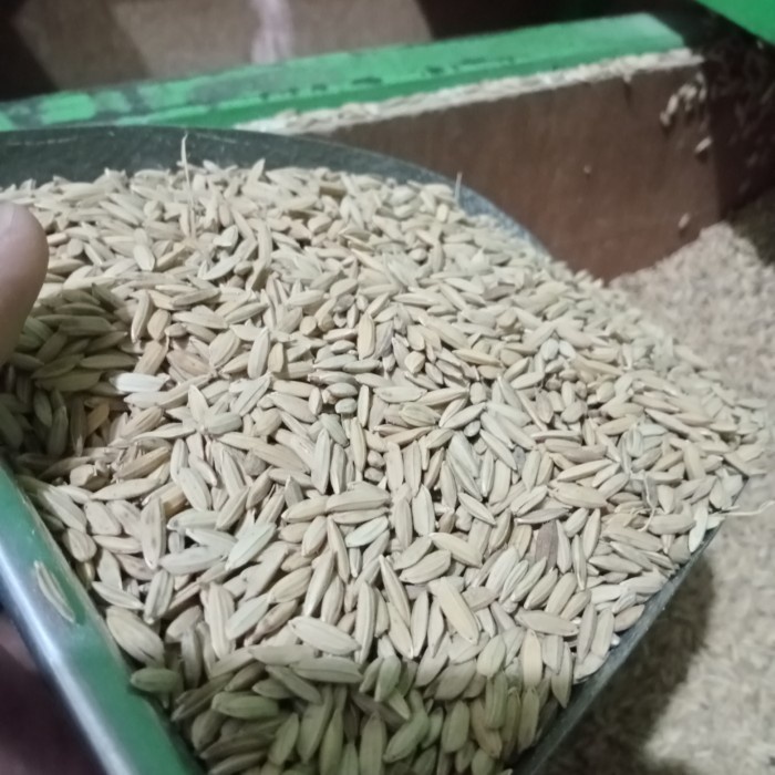 Jual gabah padi 1kg repack | Shopee Indonesia