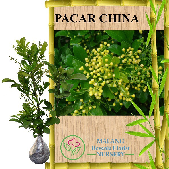 Jual Tanaman Pacar China / Chinese Perfume Tree (Tinggi 40-60 cm ...