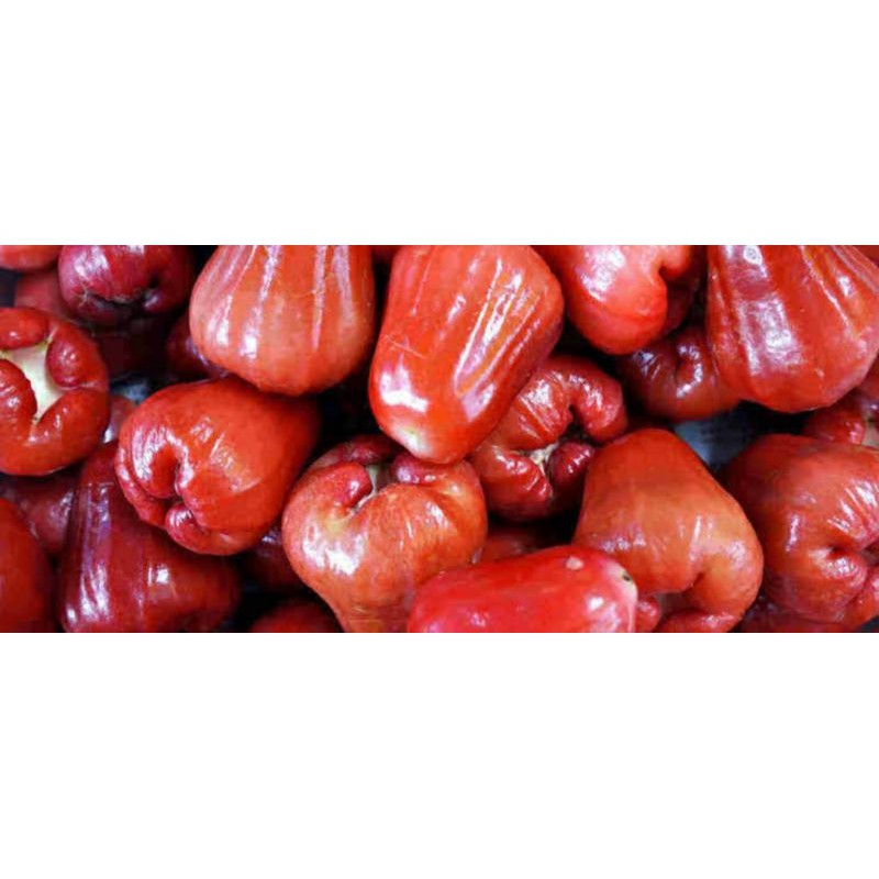 Jual Jambu Merah Delima Manis/1kg | Shopee Indonesia Jual Jambu Merah Delima Manis/1kg | Shopee Indonesia