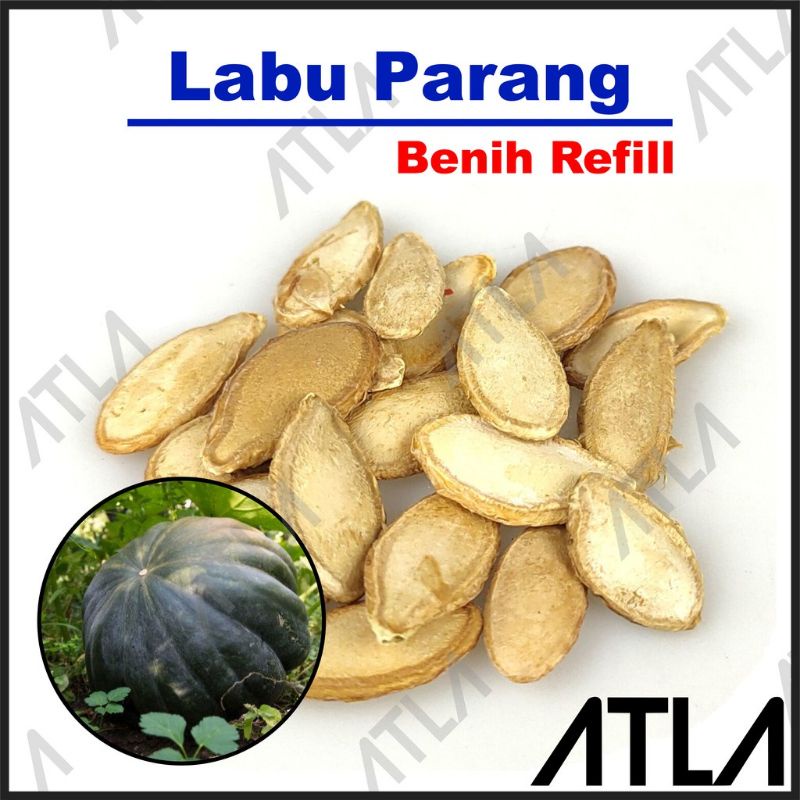Jual Benih Labu Parang REPACK Bibit Tanaman Biji Buah Pumpkin Waluh ...