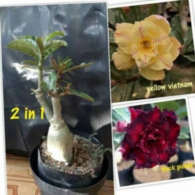 Jual Bibit Bunga Adenium Kamboja Jepang 1 Pohon 2 Warna Adenium Bunga