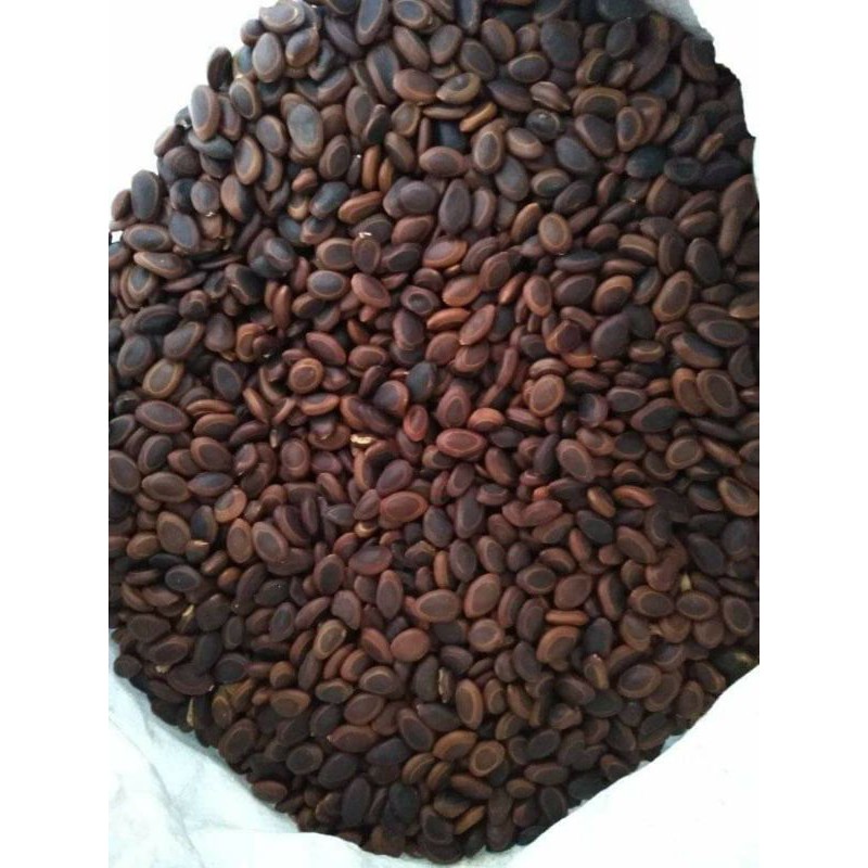 Jual biji Sengon Buto (Enterolobium cyclocarpum) | Shopee Indonesia