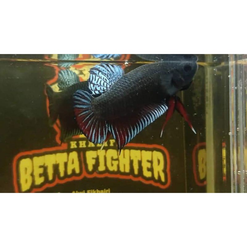 Jual Betta Fighter Thailand Super | Shopee Indonesia