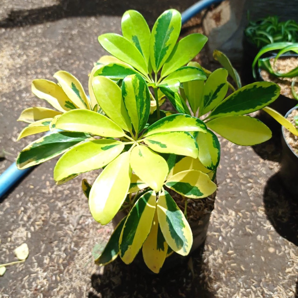 Jual Tanaman Hias Walisongo - Walisongo Variegata - walisongo varigata ...