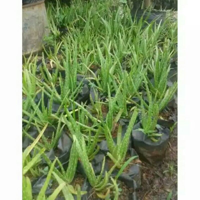 Jual Tanaman Herbal Alovera Lidah Buaya Tanaman Hias Lidah Buaya Bibit