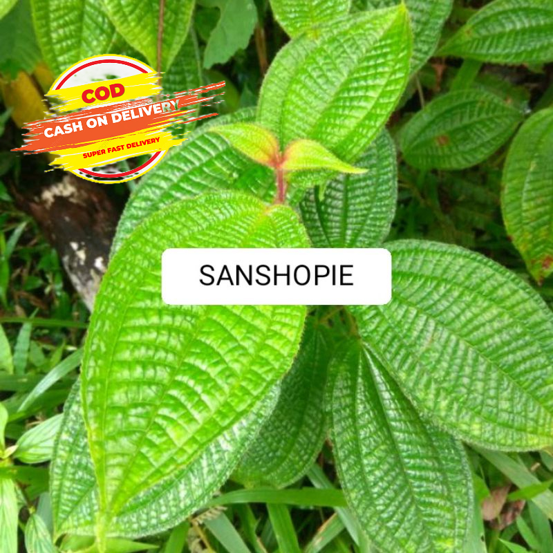 Jual Daun senggani senduduk atau harendong bulu segar 250 Gram | Shopee ...