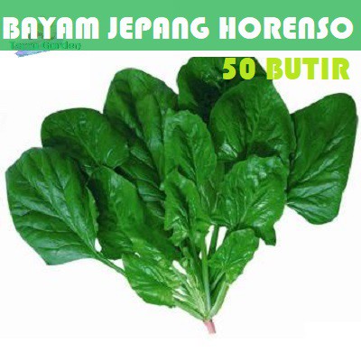 Jual Bibit Benih Biji Bayam Jepang Horenso Spinach 50 seeds | Shopee ...