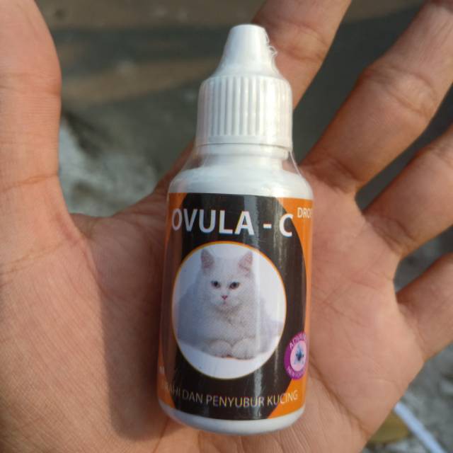 Jual OVULA (OBAT BIRAHI KUCING) | Shopee Indonesia