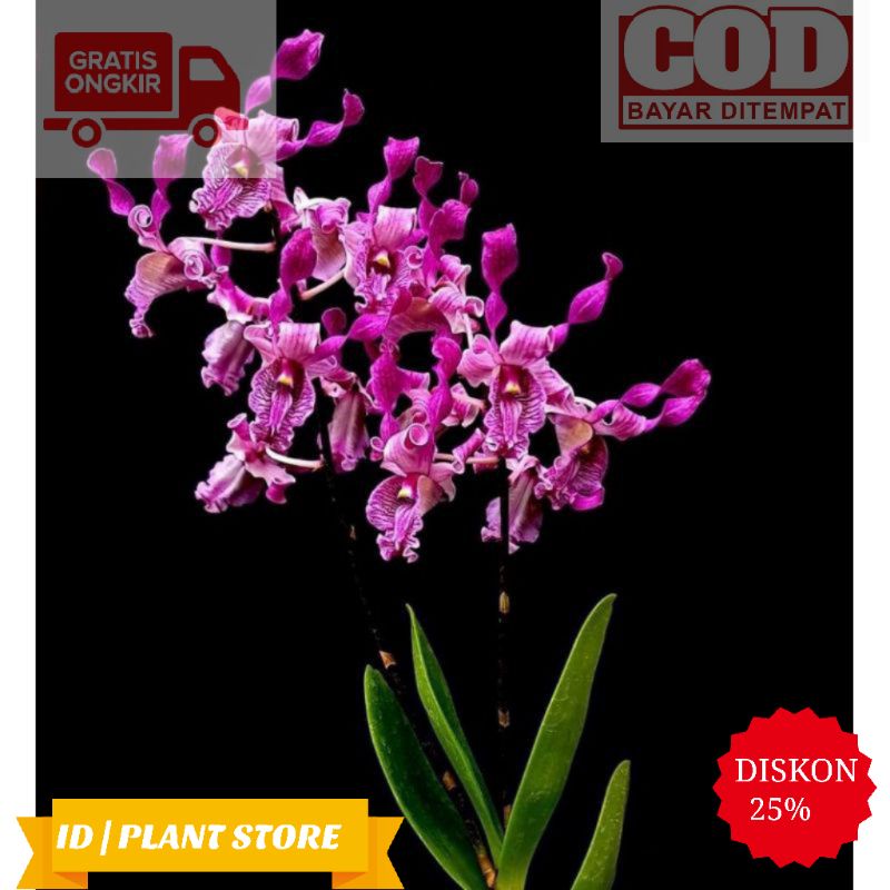 Jual Anggrek Dendrobium Carl Ludwing Bundt X Tosons | Shopee Indonesia