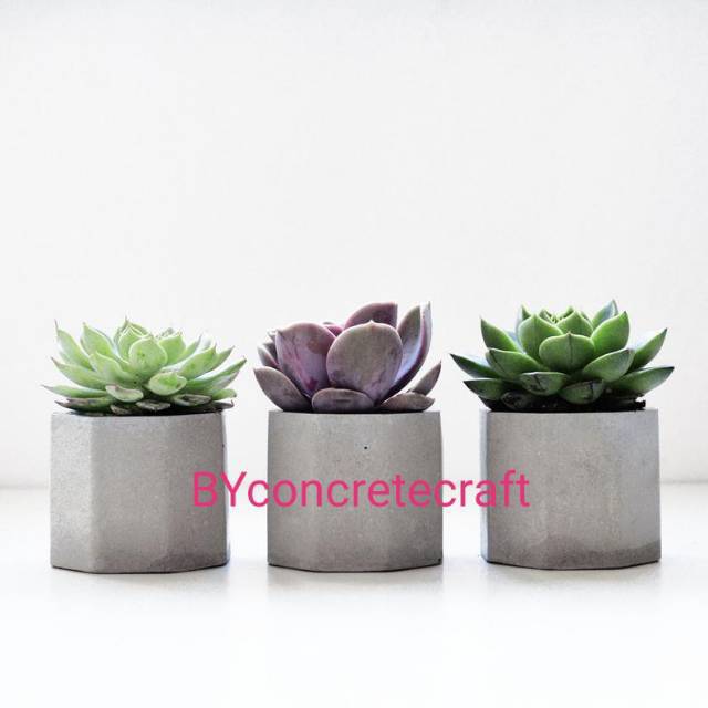 Jual Pot sukulen semen minimalis oktagon | Shopee Indonesia