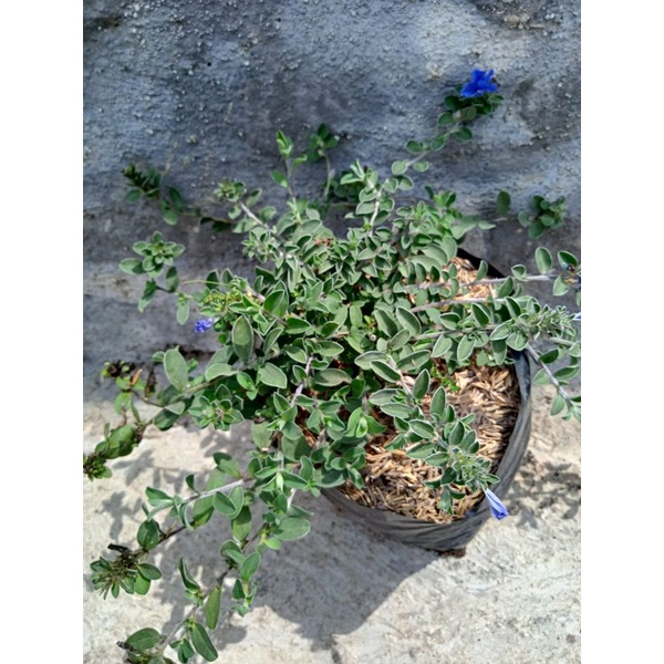 Jual Tanaman hias bunga baby blue | Shopee Indonesia